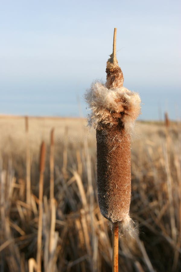 Cattail stock photo. Image of fluff, refuge, swamp, seed - 1879126