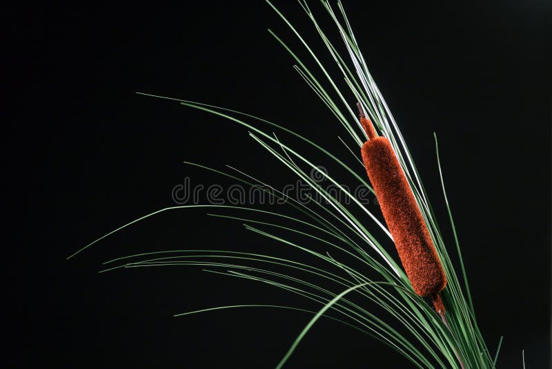 Cattail stock photo. Image of bloom, reed, flower, pond - 2660000