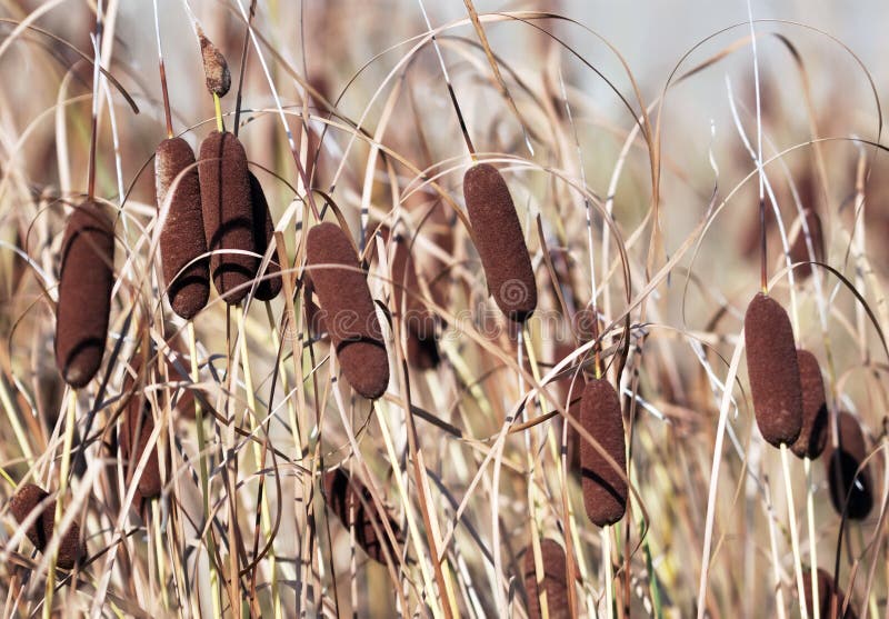 Cattail in Autumn - RAW Format Stock Photo - Image of brown, water ...