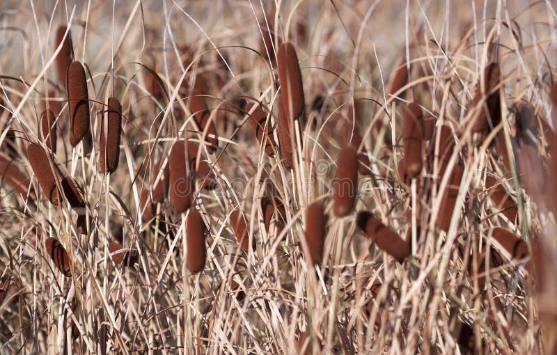 Cattail Background - RAW Format Stock Image - Image of cattail ...