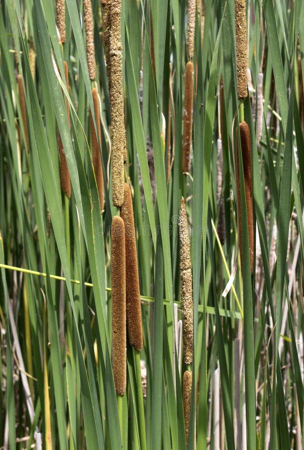 Cattail background stock photo. Image of stalk, marsh - 55853444 Cattail background stock photo. Image of stalk, marsh - 55853444