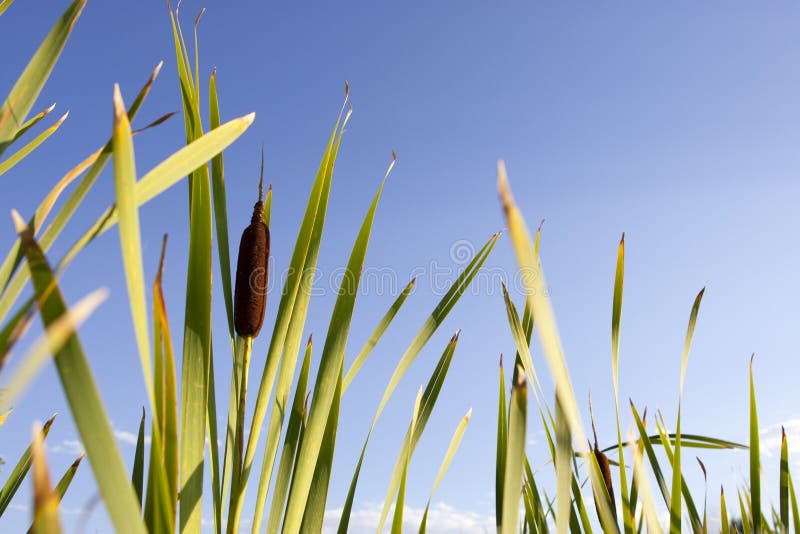 Blue Green Butterfly Isolated On White Stock Image - Image of teal ...