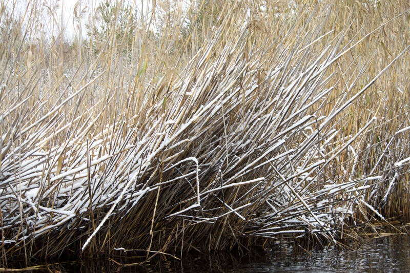 Bulrush and Cattail on a Swampy Lake. the Concept is Ecosystem ...