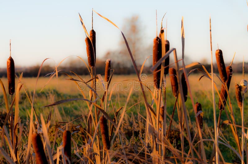 Cattail stock image. Image of field, meadow, wildflower - 61951731