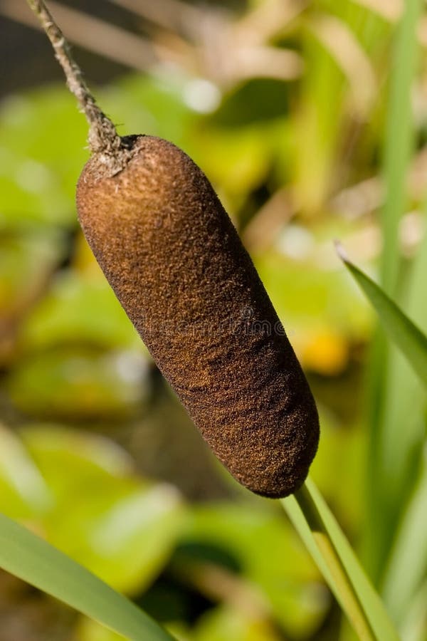 Cattail Closeup stock photo. Image of rush, close, swamp - 9674446