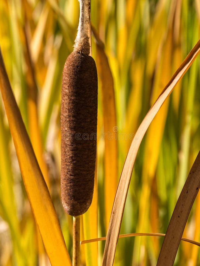 Cattail Bloom with Sun and Flairs Stock Photo - Image of cattail ...