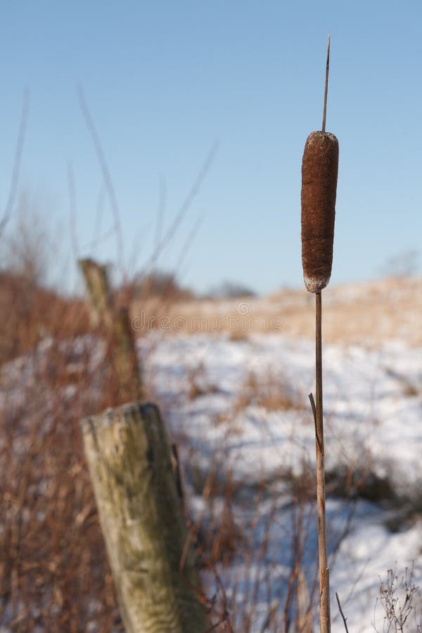 Cattail and Fence stock image. Image of frost, grass - 32885725