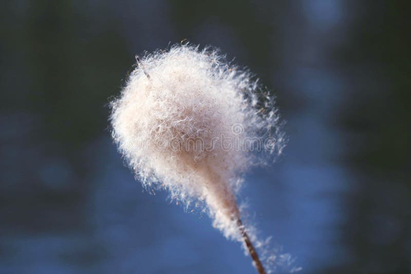 Cattail stock photo. Image of seed, fluff, spring, cattail - 140646664