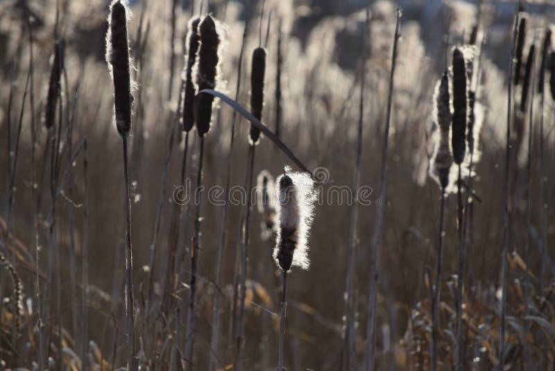 Torch in the Wind stock photo. Image of typha, seeds - 241272610
