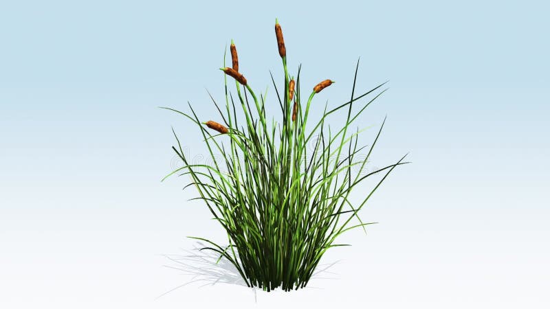 Cattail Grass in Windy Condition Stock Footage - Video of herb, dill ...