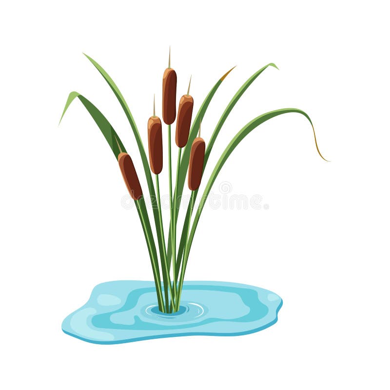Cattail Growing in Water Isolated on White Background. Stock Vector ...