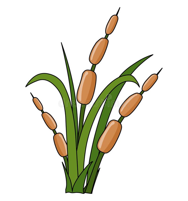 Cattail stock illustration. Illustration of grass, cattail - 44948724