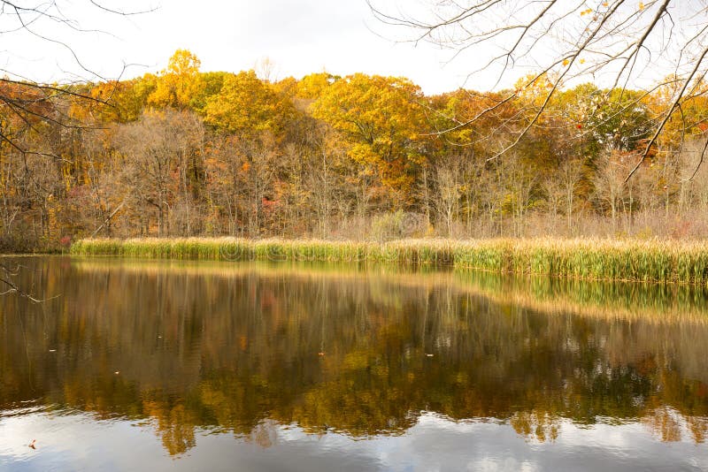 Marsh, Fall Colors: Yellow, Light Green, Golden. Plants, Lake, Pond ...