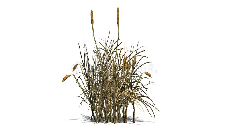 Cattail Plant in the Autumn - Isolated on White Background Stock ...