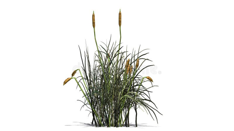Cattail Stock Illustrations – 1,833 Cattail Stock Illustrations ...