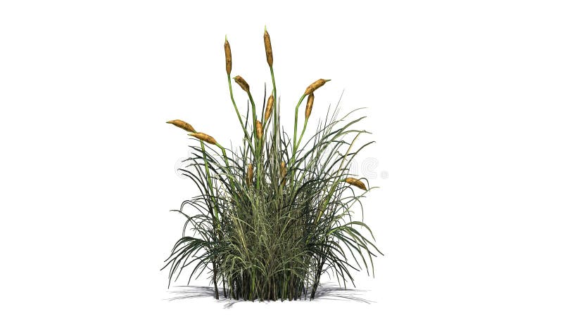 Cattail stock illustration. Illustration of grass, cattail - 44948724
