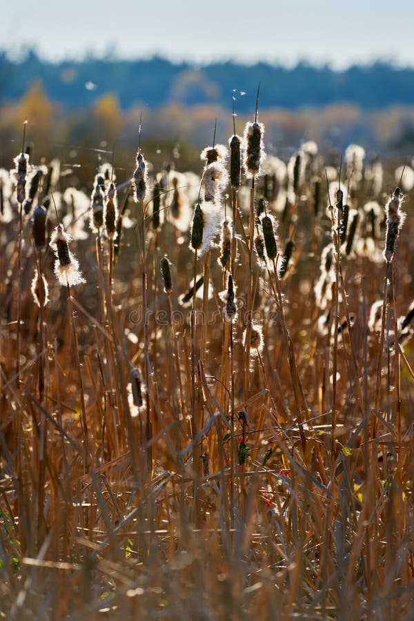 Cattail Plants Seeding in Autumn Stock Photo - Image of tranquil ...