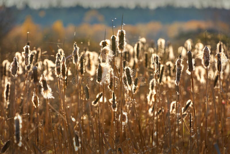 Cattail Plants Seeding stock photo. Image of seed, nature - 201435506