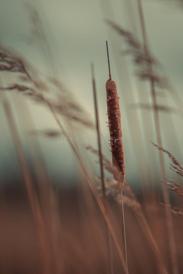 Cattail and Reed in in the Wind in Early Moring Light Stock Image ...