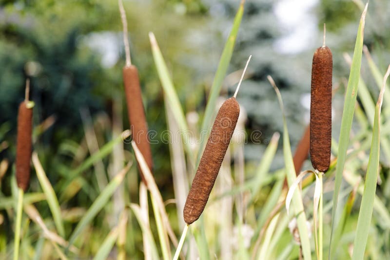 Cattails stock photo. Image of flowers, reed, bulrush - 45076184