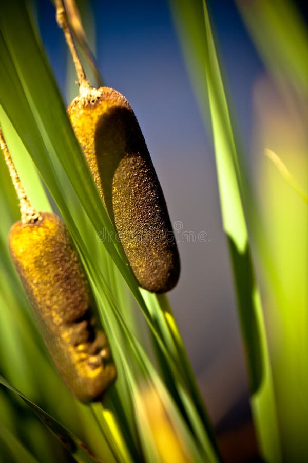 The foliage scenery stock image. Image of foliage, forest - 9303813