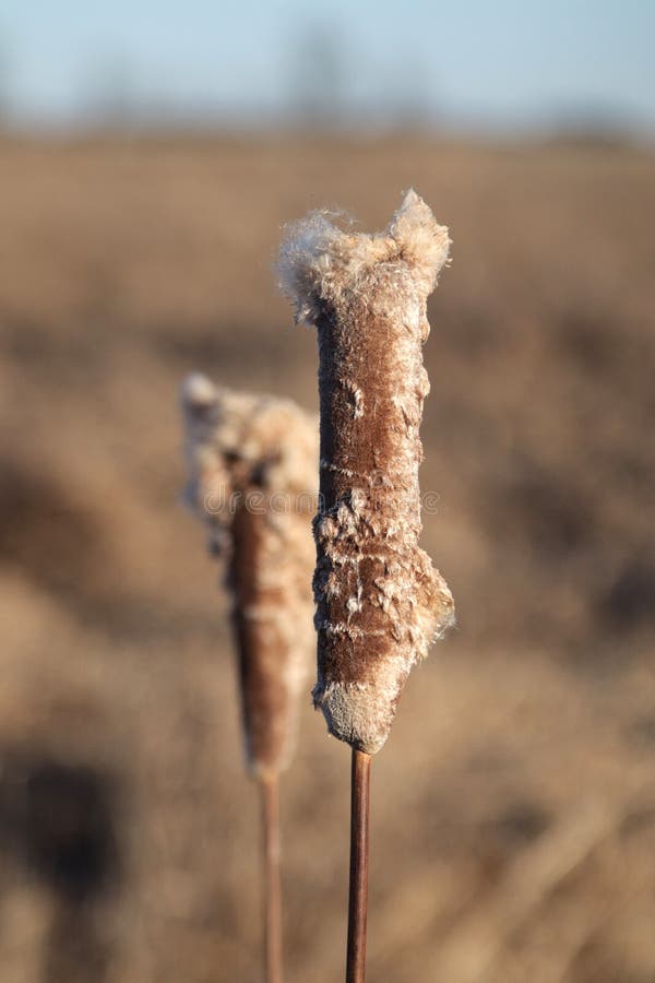 Cattail seeding stock image. Image of seeds, twig, plants - 73615833