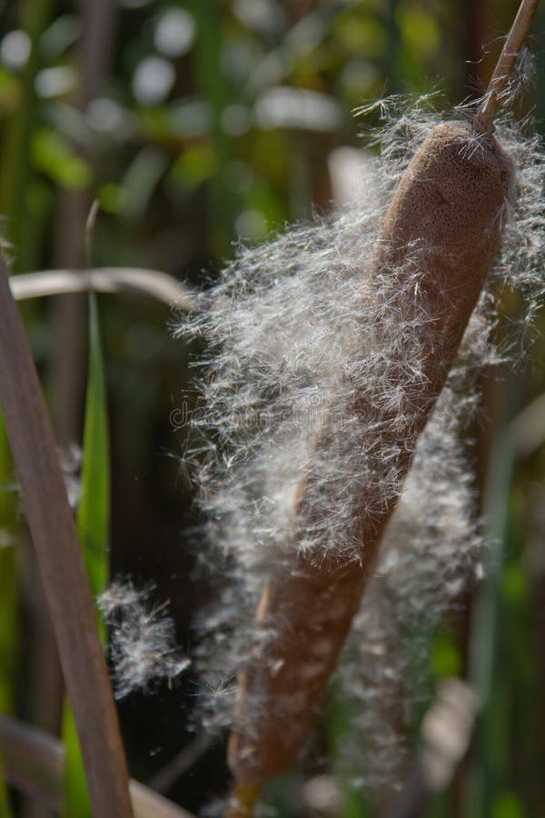 Cattail Seeds stock image. Image of grow, spikes, common - 23049507