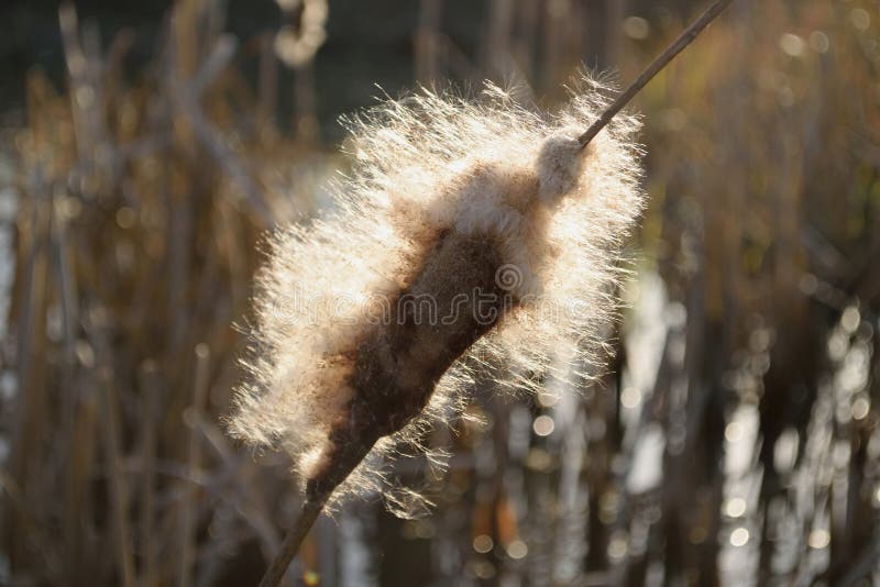 Cattail with Seeds Exploding in Early Spring Stock Photo - Image of ...