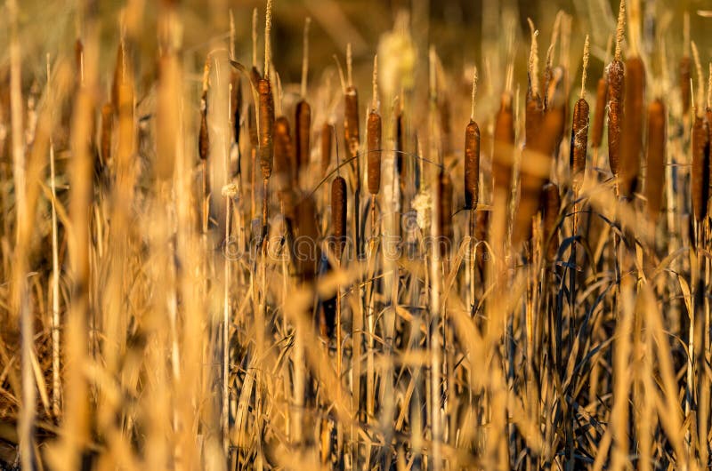 Cattail stock photo. Image of brown, cattail, plant, morning - 61951782