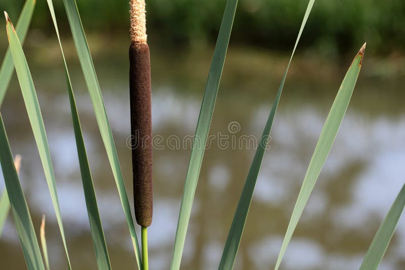 Single Cattail stock photo. Image of latifolia, north - 95962488