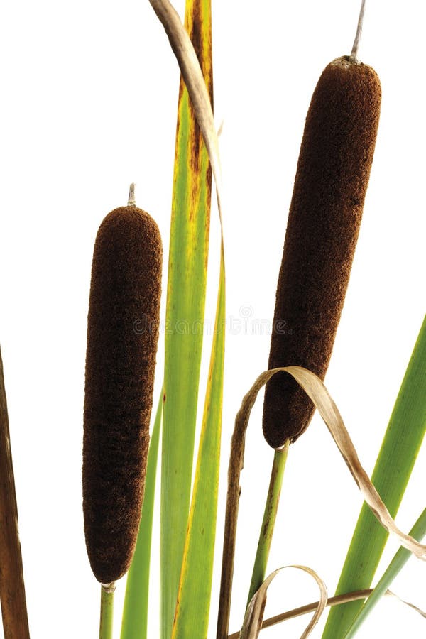 Cattail (Typha), close-up stock photo. Image of fresh - 50497360