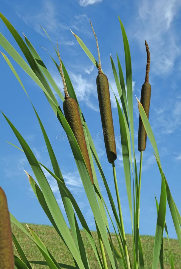Cattail `Typha Latifolia`, or Pond Reed Stock Photo - Image of edge ...