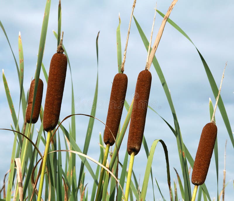 Cattail `Typha Latifolia`, or Pond Reed Stock Image - Image of nature ...