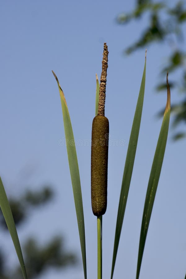 The Cattail Typha Latifolia Stock Photo - Image of stem, wetland: 154737404