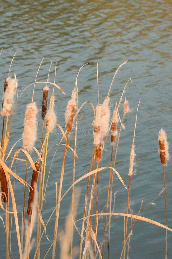 Cattail, Typha, Bulrush Plants and Leaves Covered with Snow Stock Photo ...