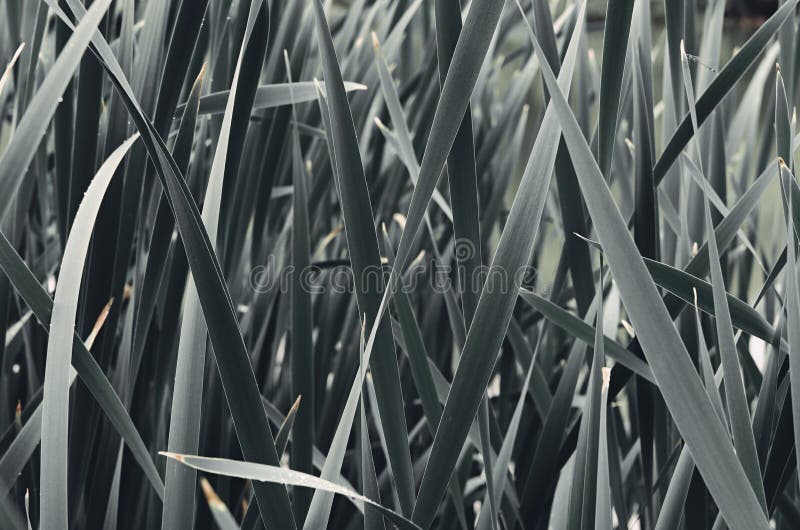 Cattail Typha Leaf Blades. Processed for Moody Monochrome and Dark ...