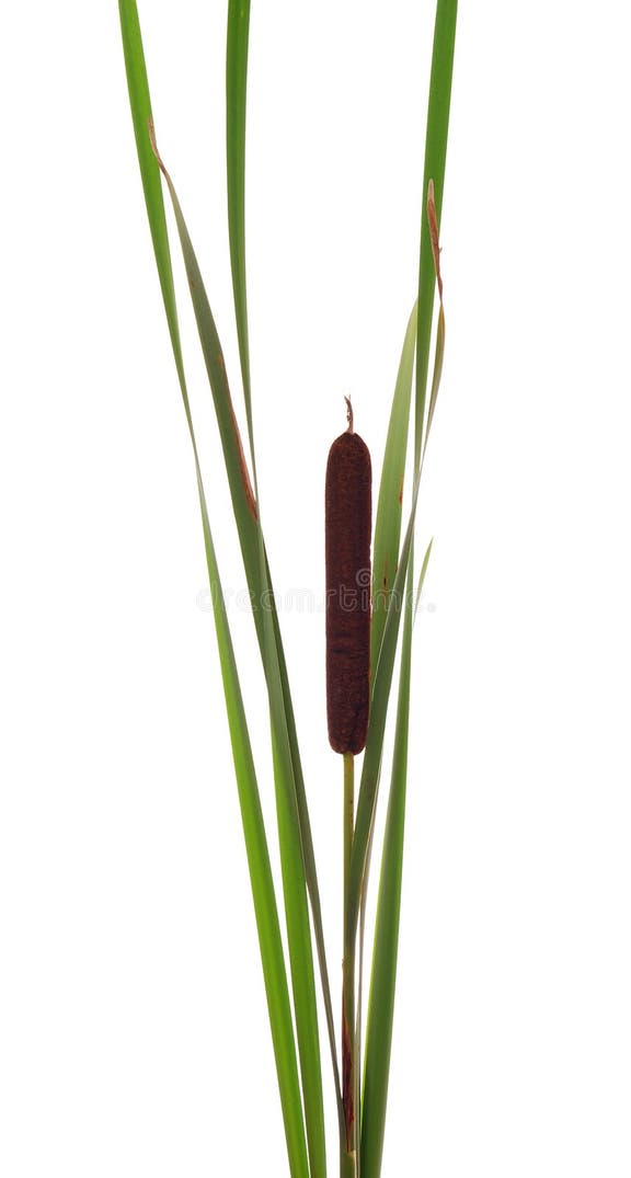 219 Cattails Plant Silhouette Stock Photos - Free & Royalty-Free Stock ...