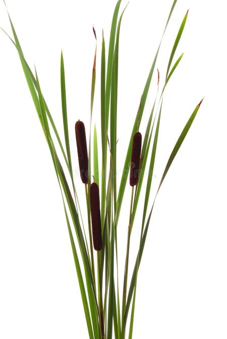 Cattails stock photo. Image of rhizome, haulm, straw - 11257970