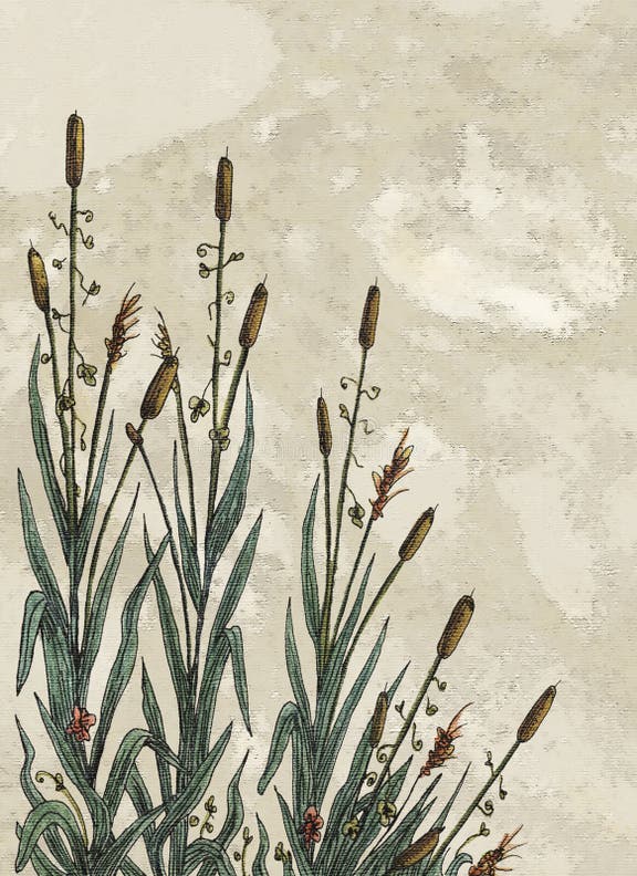 Cattails Border Stock Illustrations – 35 Cattails Border Stock ...