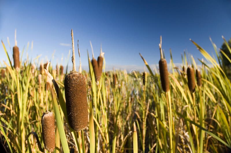 Ripe Cattail Ready To Explode Stock Photo - Image of ripe, tail: 61053494
