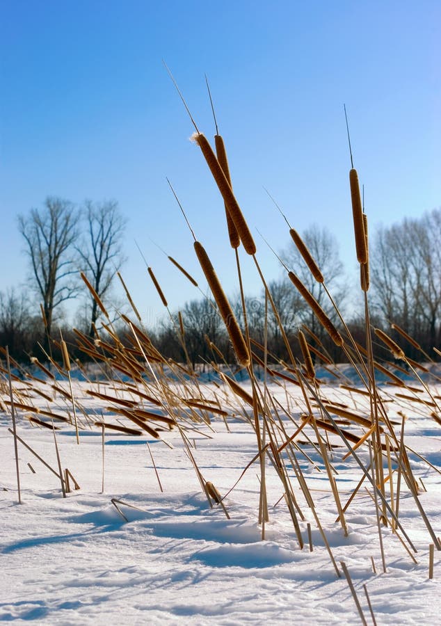 Cattails stock image. Image of vertical, plants, bullrush - 18795003