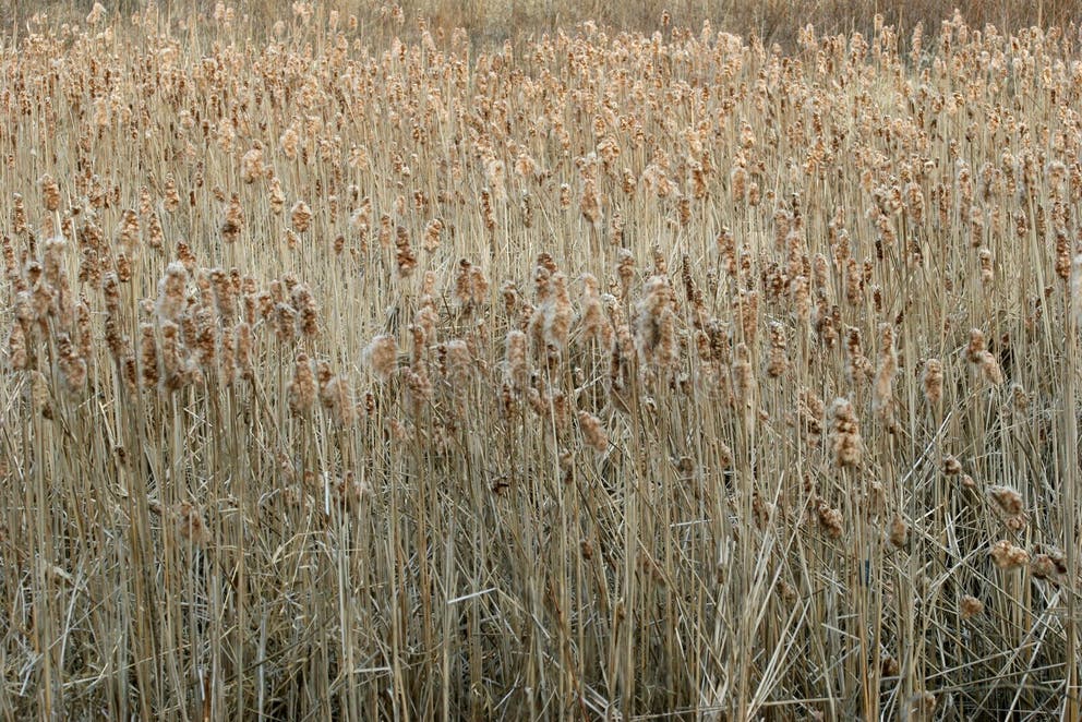 Cattails 2 stock image. Image of meadows, cattails, prarie - 131729