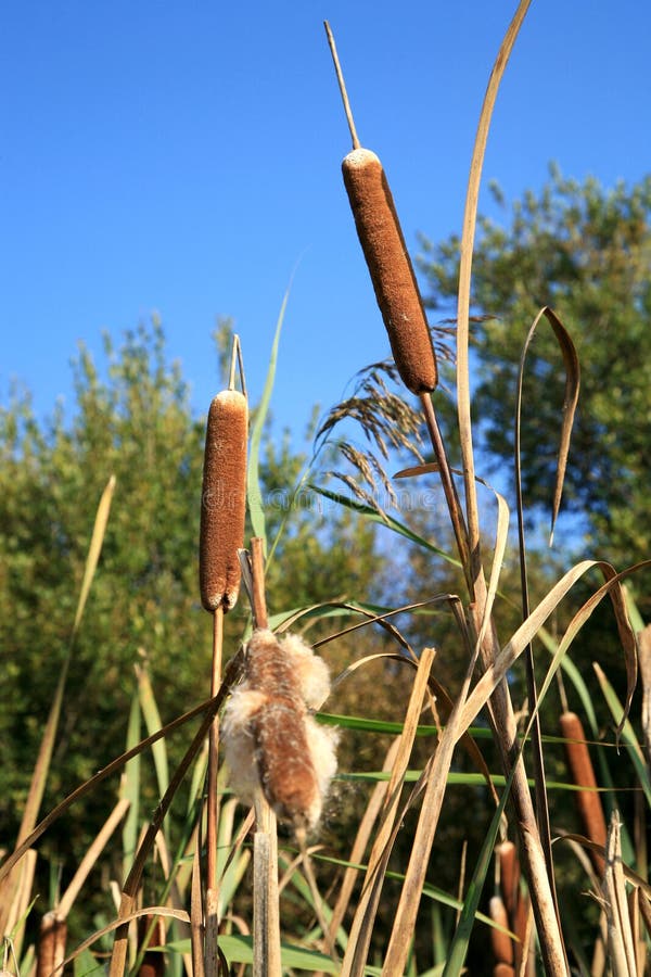 Cattails stock image. Image of brown, grassy, leaves, latifolia - 4712717