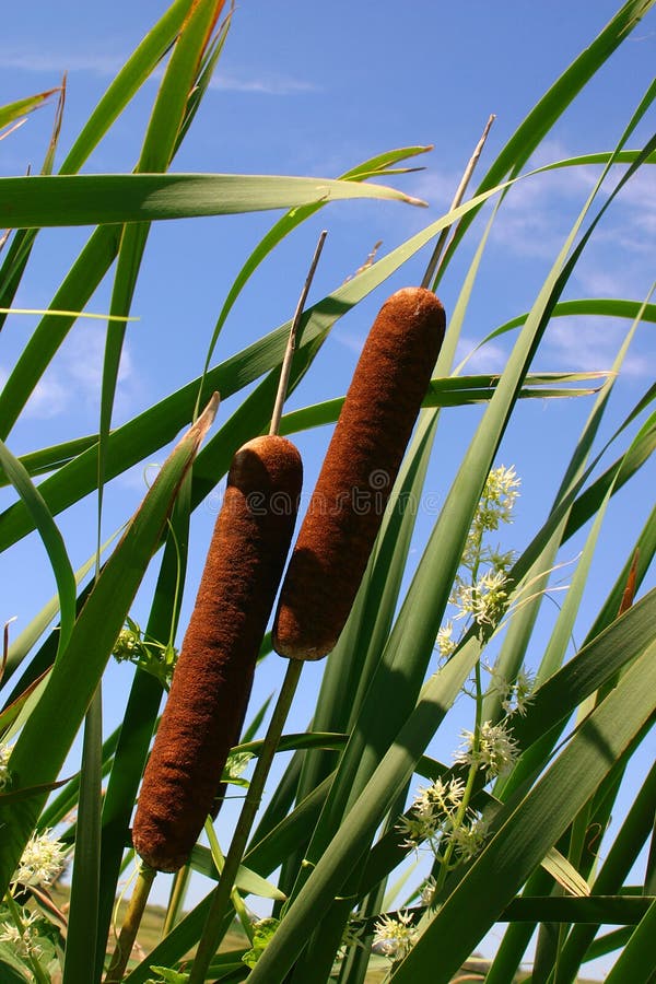 Cattails stock image. Image of green, life, reeds, plant - 4735725