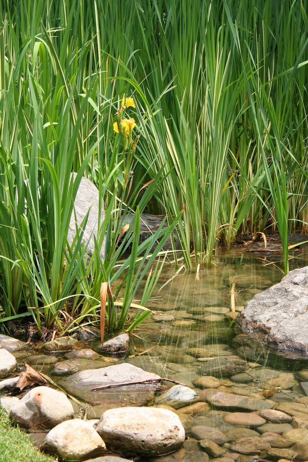 Cattails in a Pond stock image. Image of plant, water - 2879491