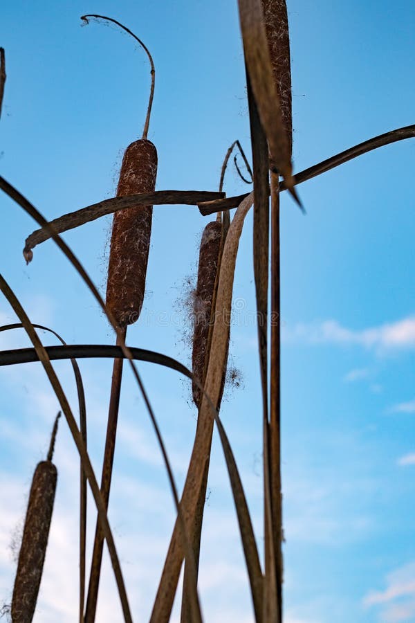 Cattails against blue sky stock image. Image of stem - 83531563