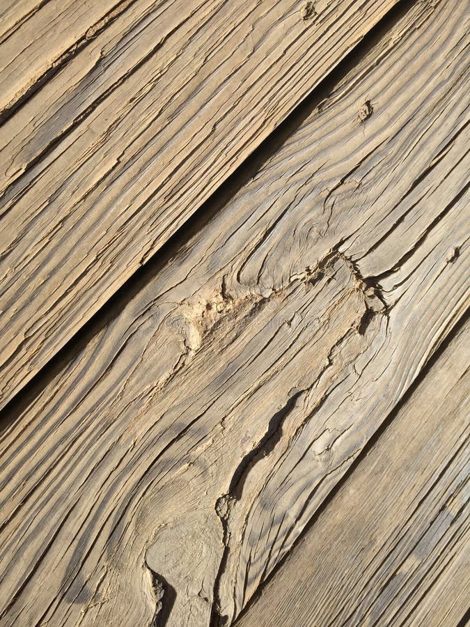 Cattails stock photo. Image of greenway, walkway, trail - 50263666