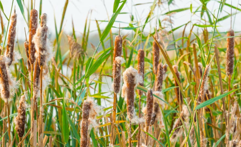 Cattails Along the Shore of a Lake in Sunlight Stock Photo - Image of ...