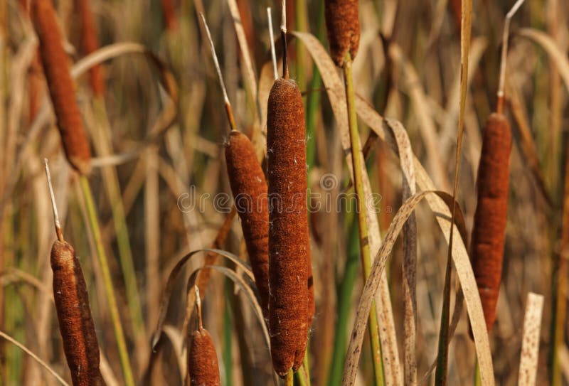 Bullrushes stock image. Image of silhouette, plants, cattails - 7490639