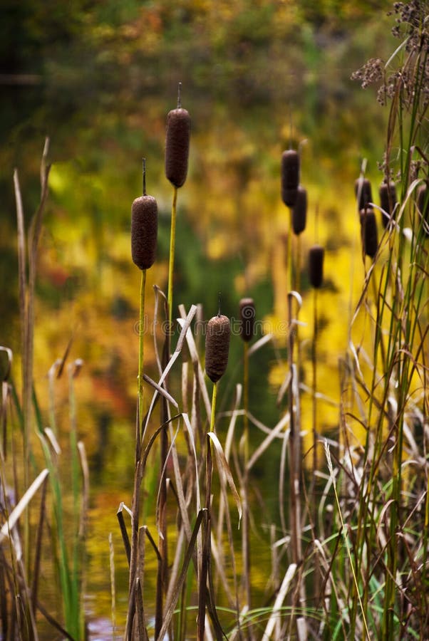 Cattails Backed by Golden Fall Leaves Reflected in Small Pond Stock ...